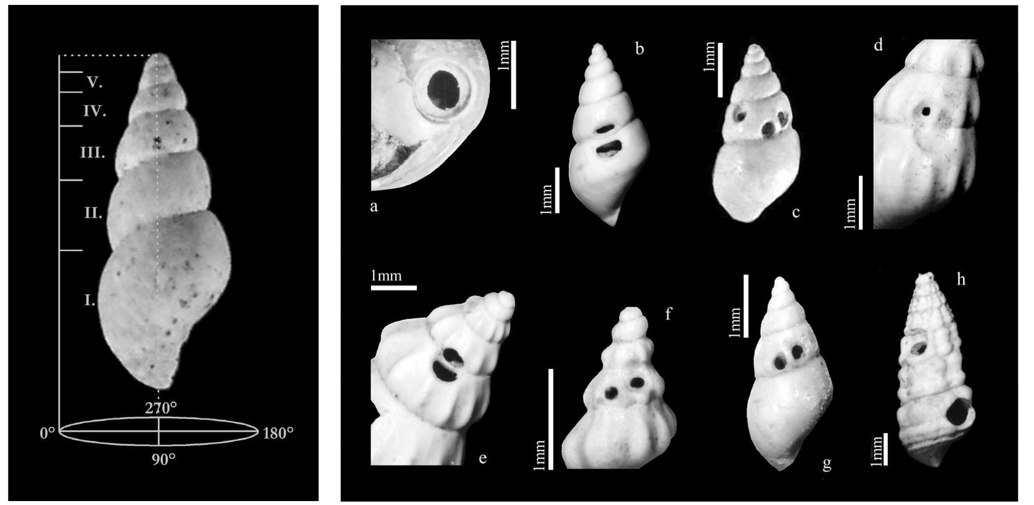 Drill-holes in early sarmatian gastropods from rollsdorf