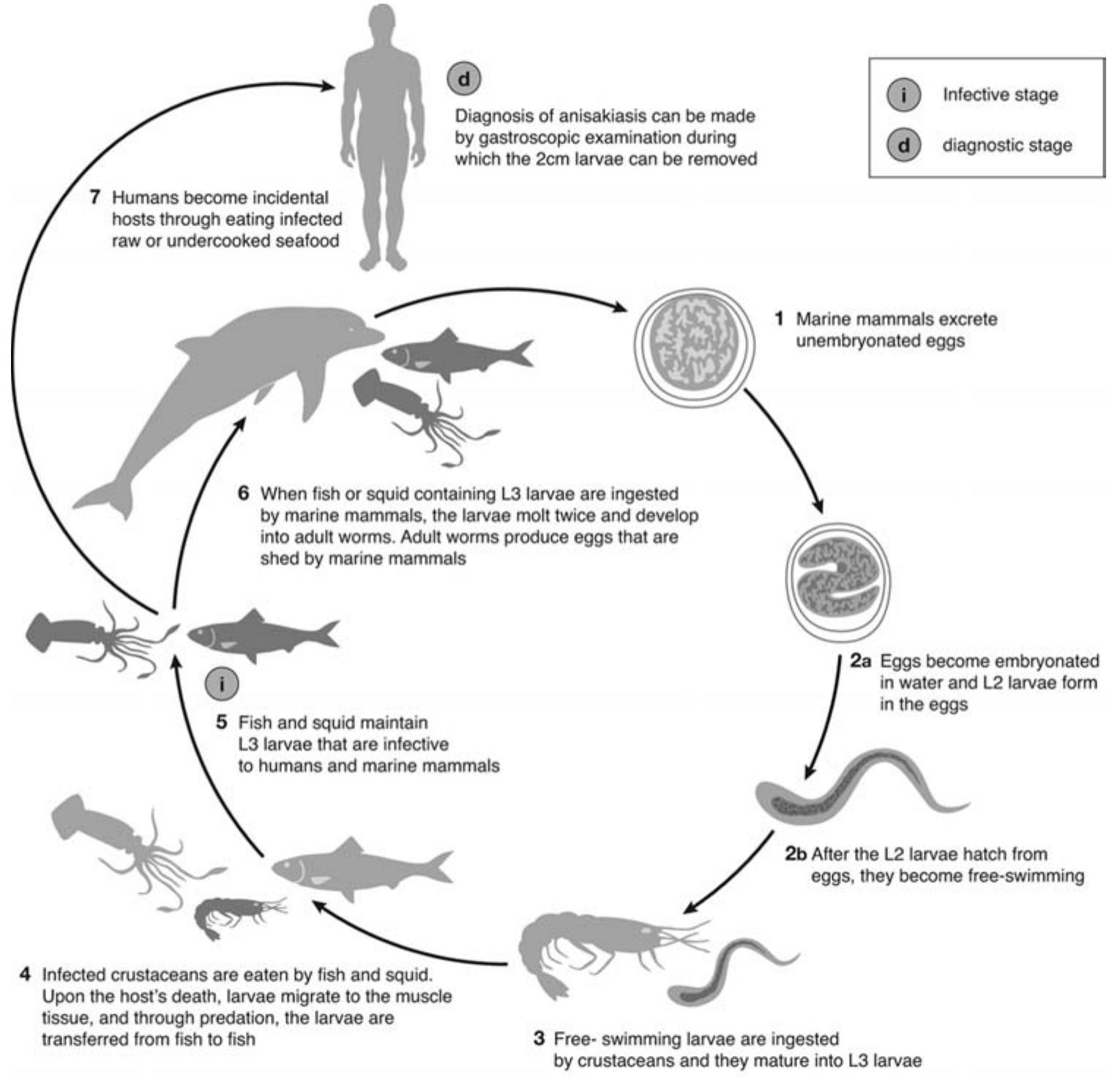 Life cycle of anasakids. reproduced with permission from the