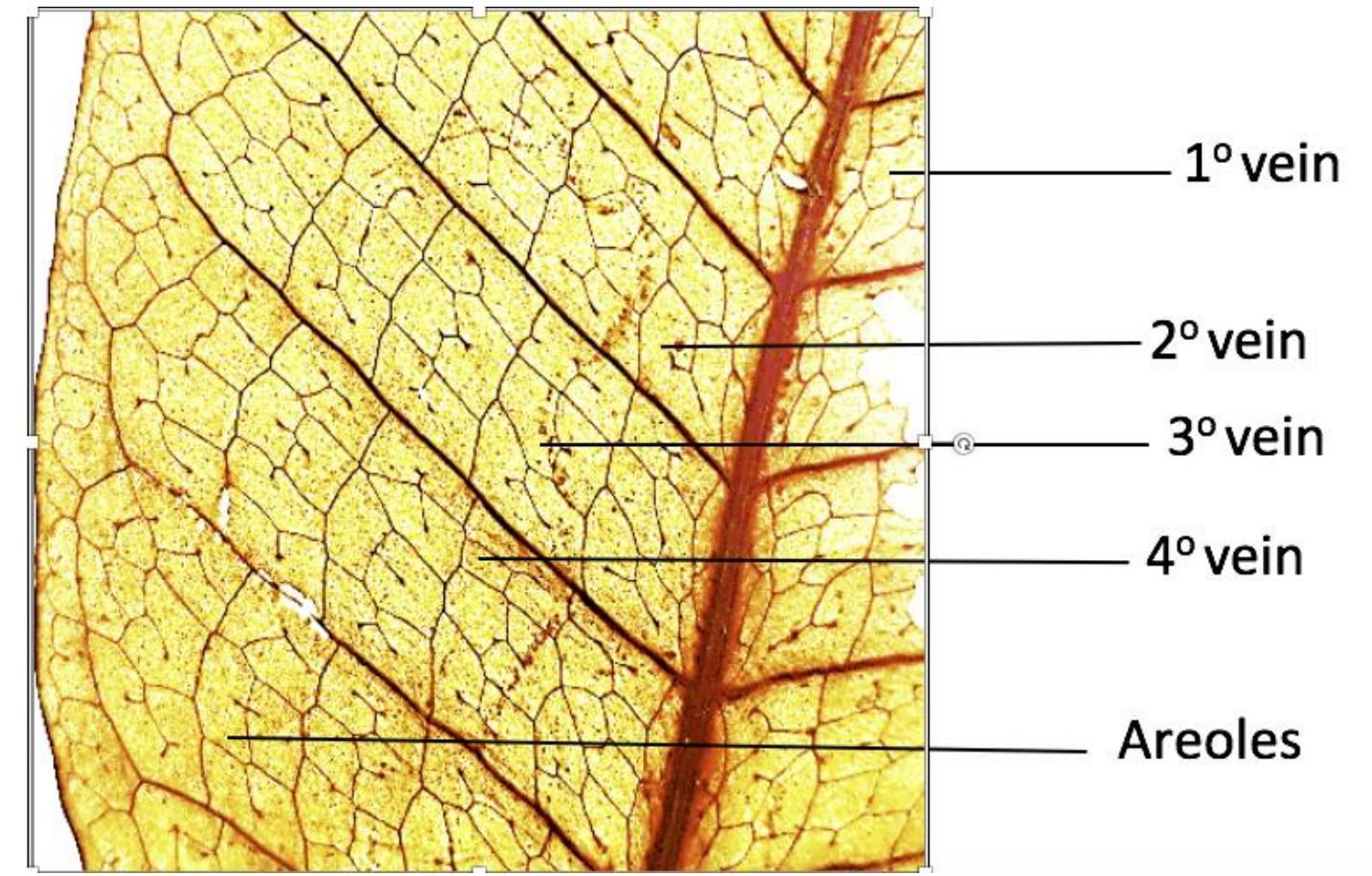 A photomicrograph showing the details of leaf venation