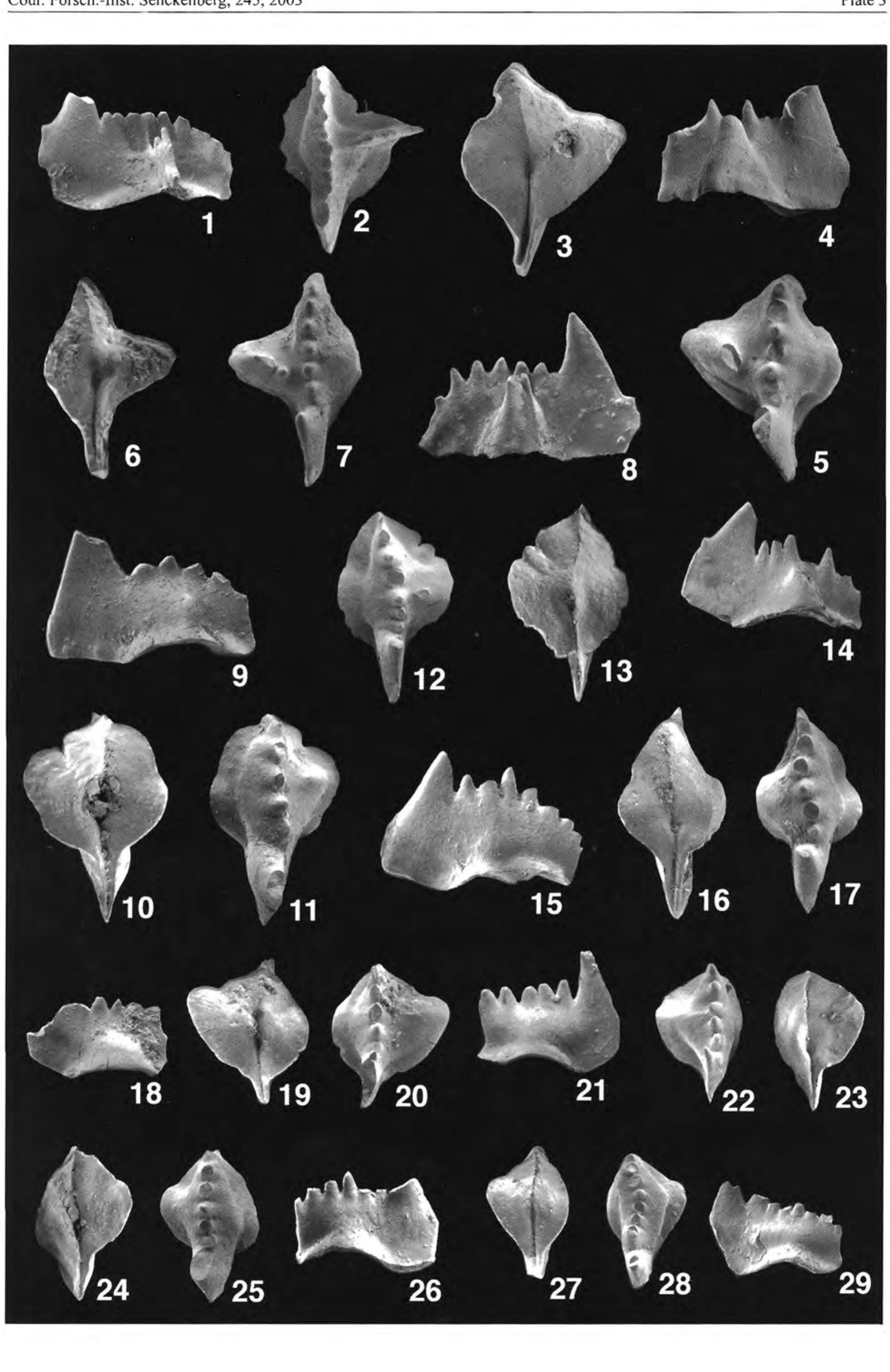 Figure 9 - Conodonts across the Permian-Triassic boundary in
