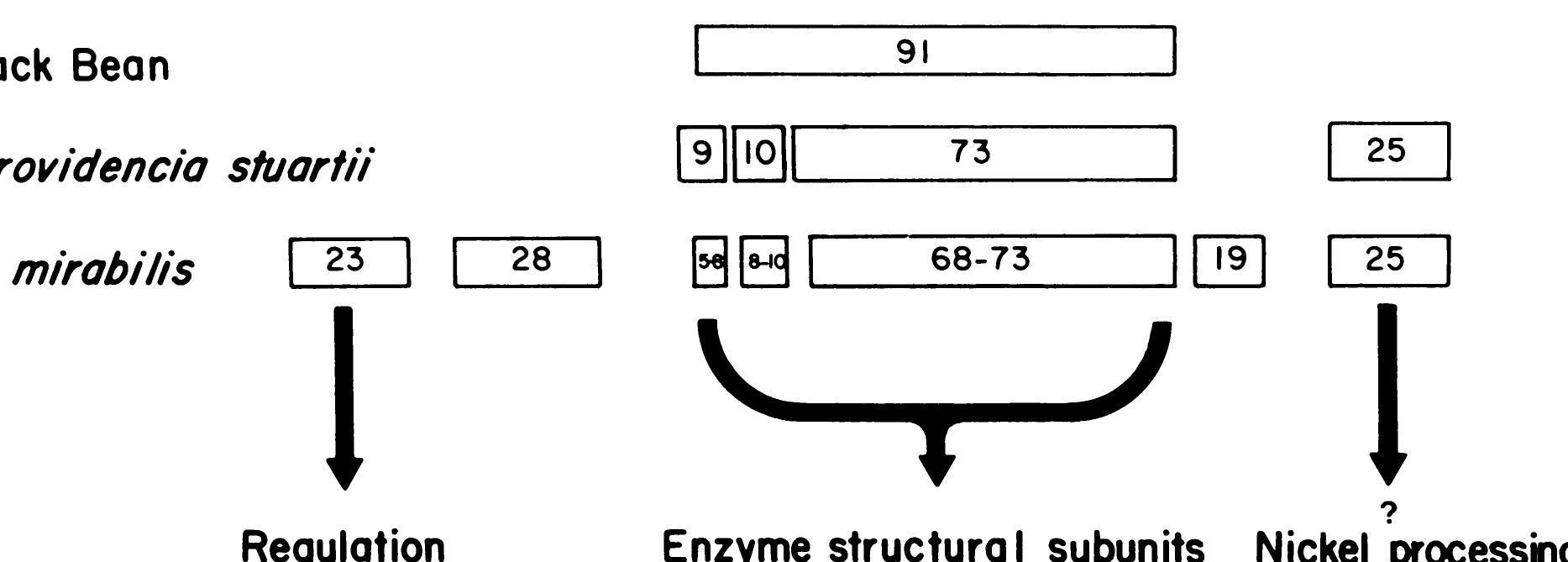 Genetic organization of the urease operon. shown are