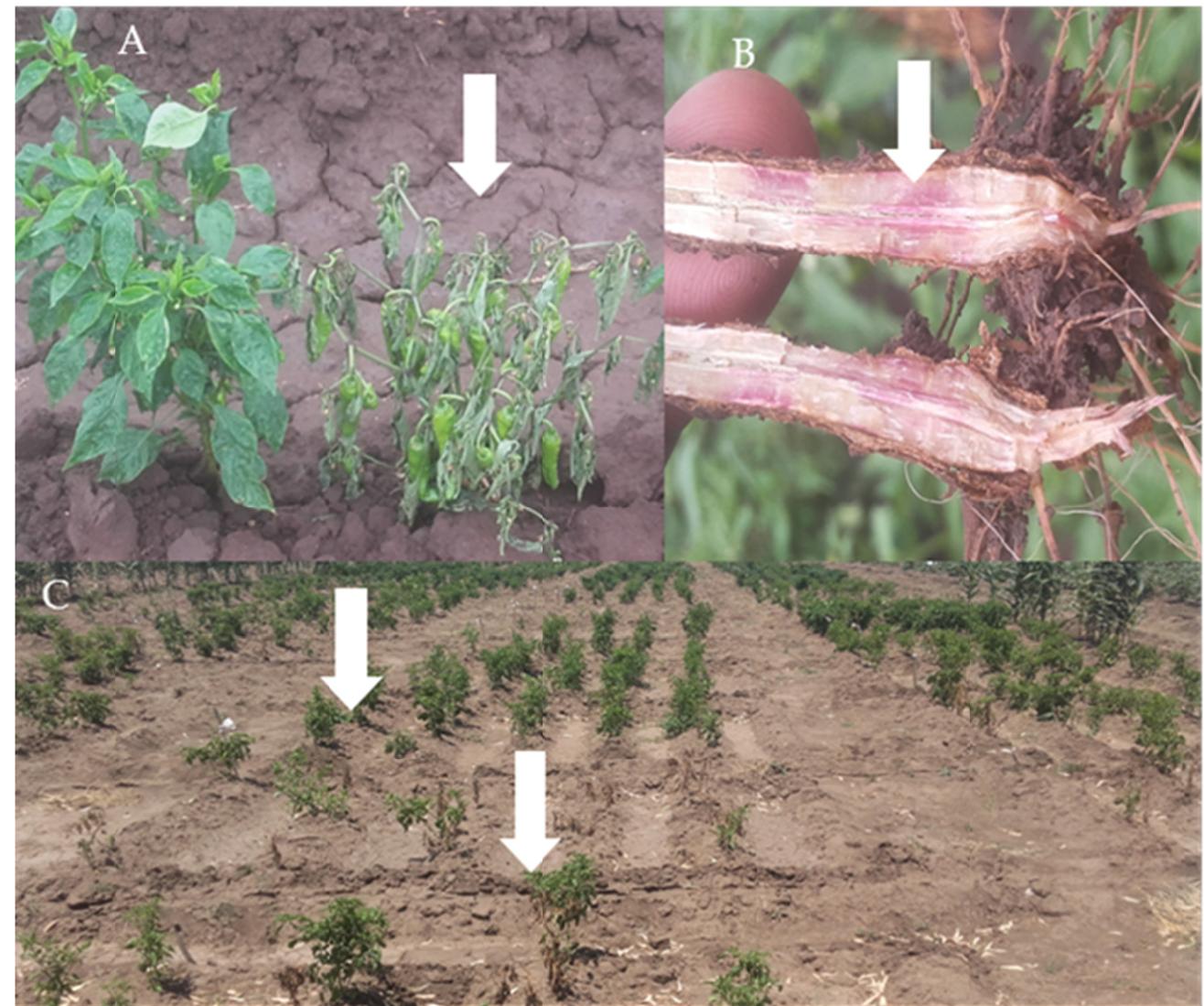 Symptom of hot pepper fusarium wilt; a: wilted plant due to