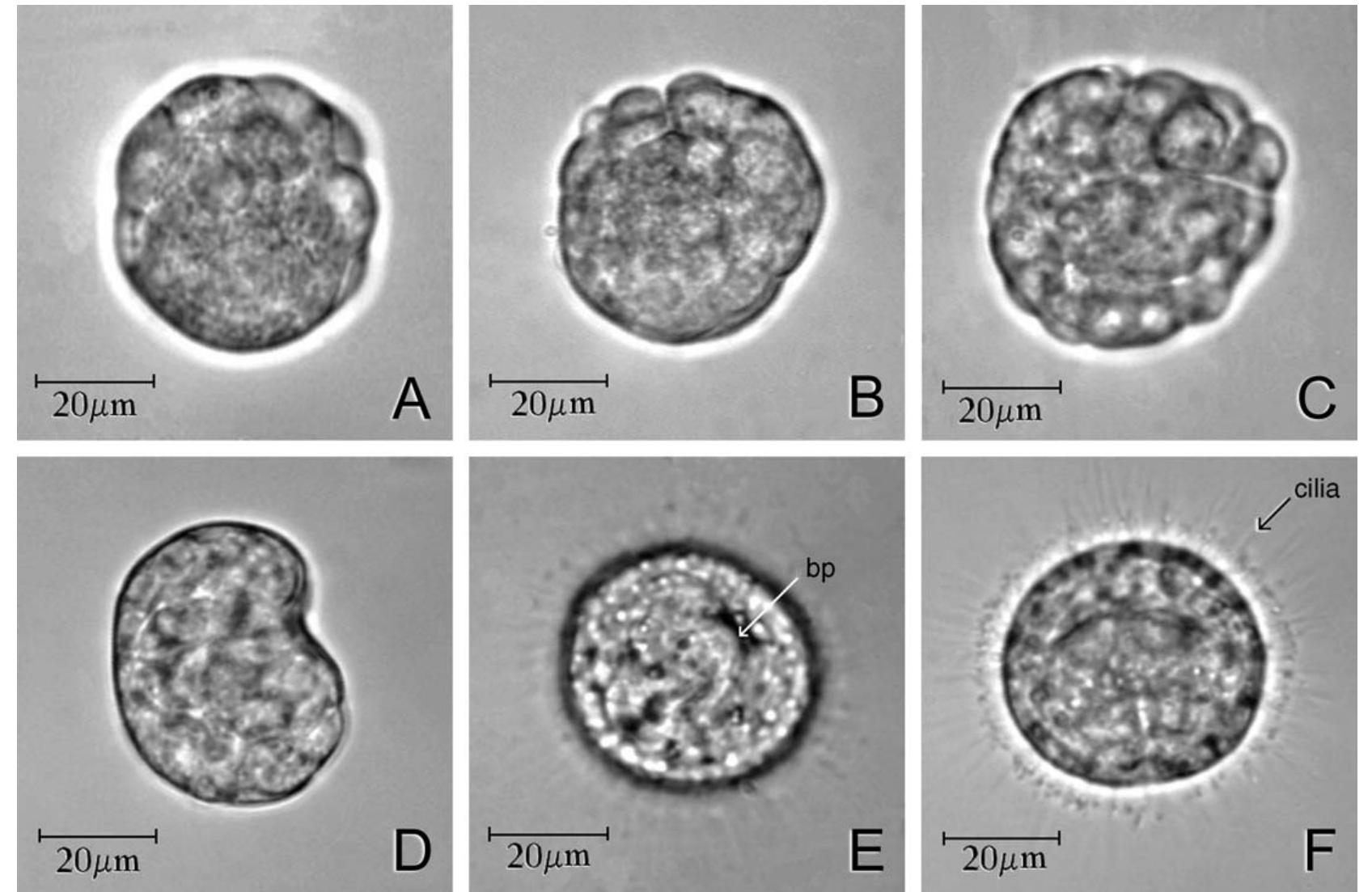 Early developmental stages of pholas orientalis: (a) fourth