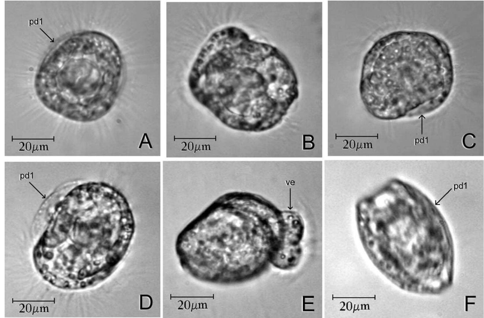 Early developmental stages of pholas orientalis: (a) late