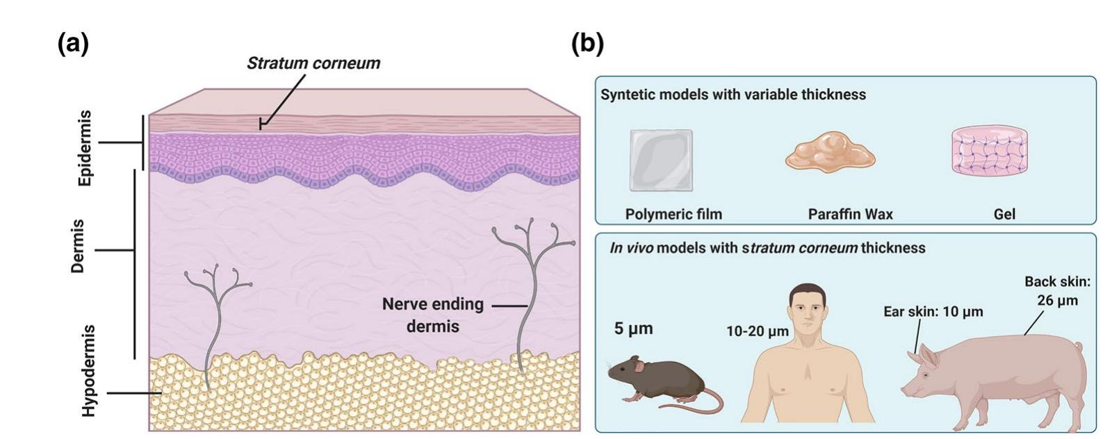 A diagram on human skin and its layer. b schematic