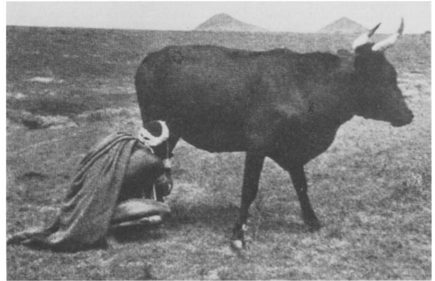 A cow of the ama-xhosa in southern africa, photograph taken