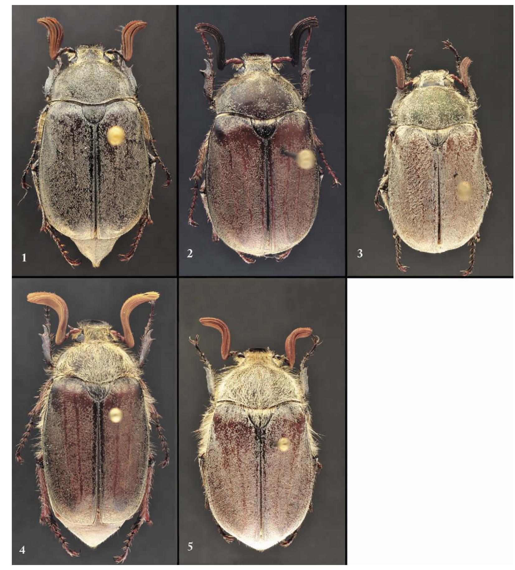Figure 1 - from Revision of the Melolontha papposa-complex