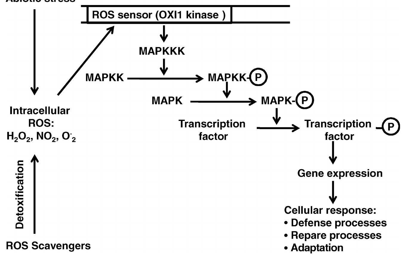 Cellular ros signaling in plants. abiotic stress activates