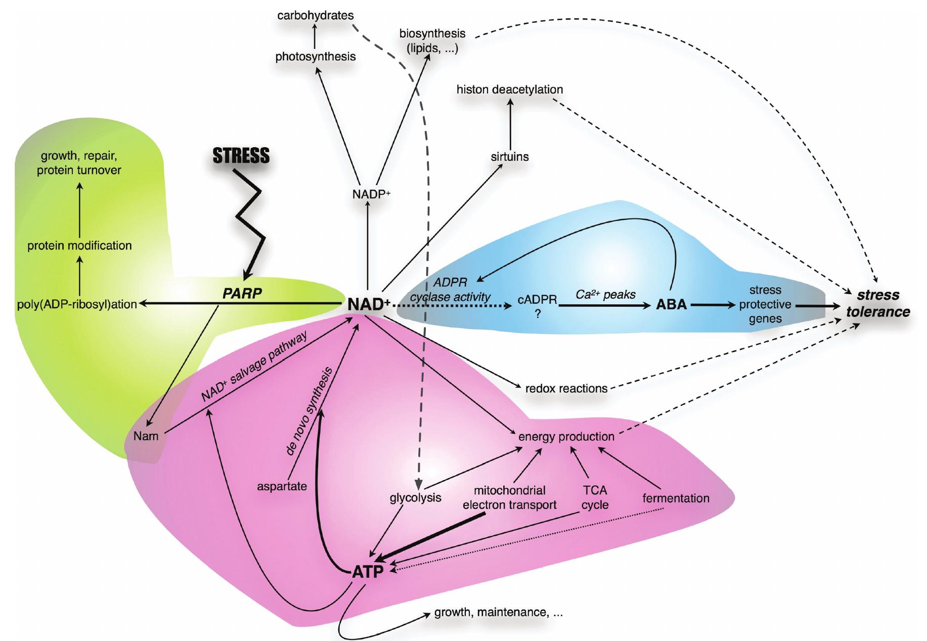 Central role of nad* in plant cell metabolism and relation