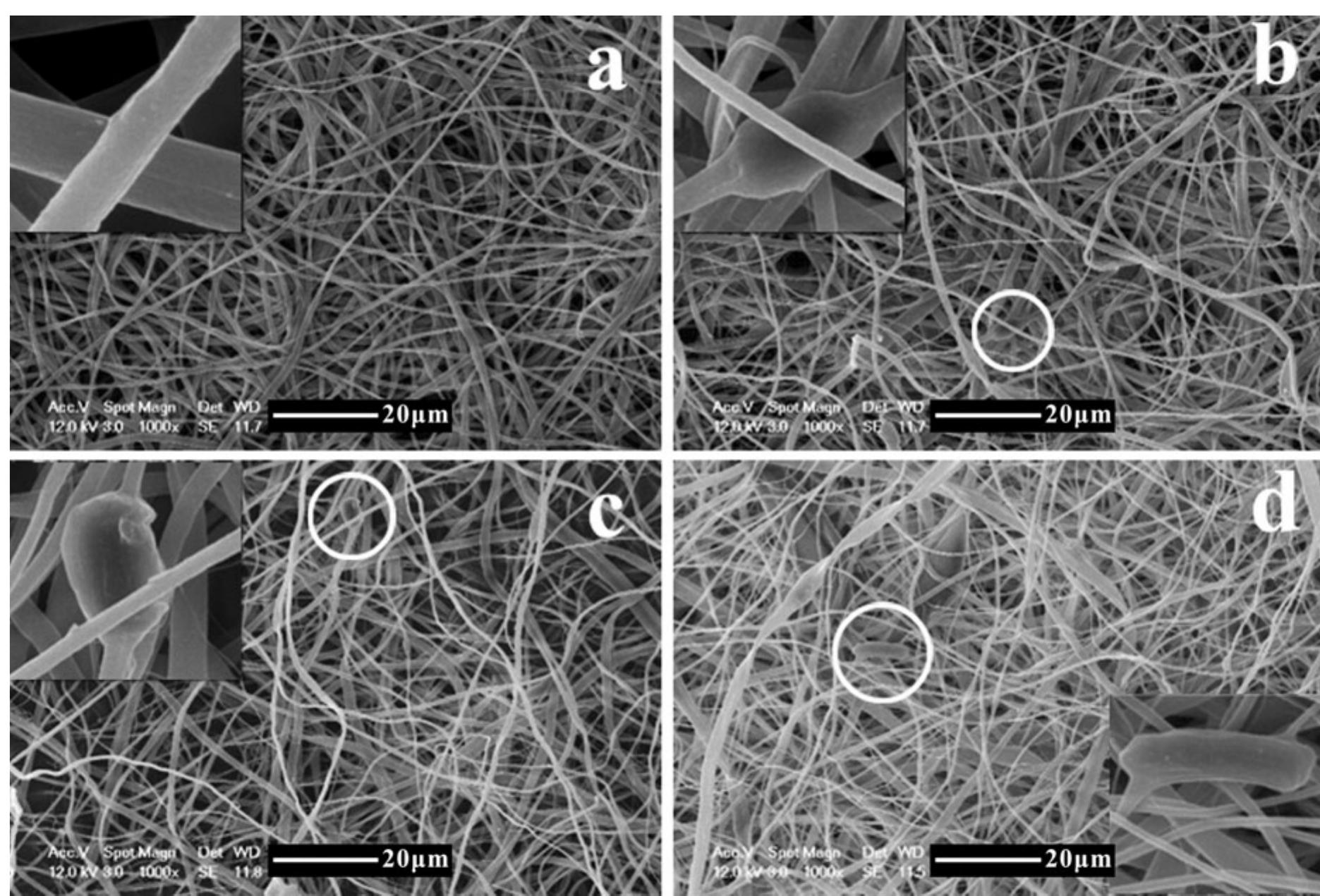 Sem images of the deacetylated cellulose composite