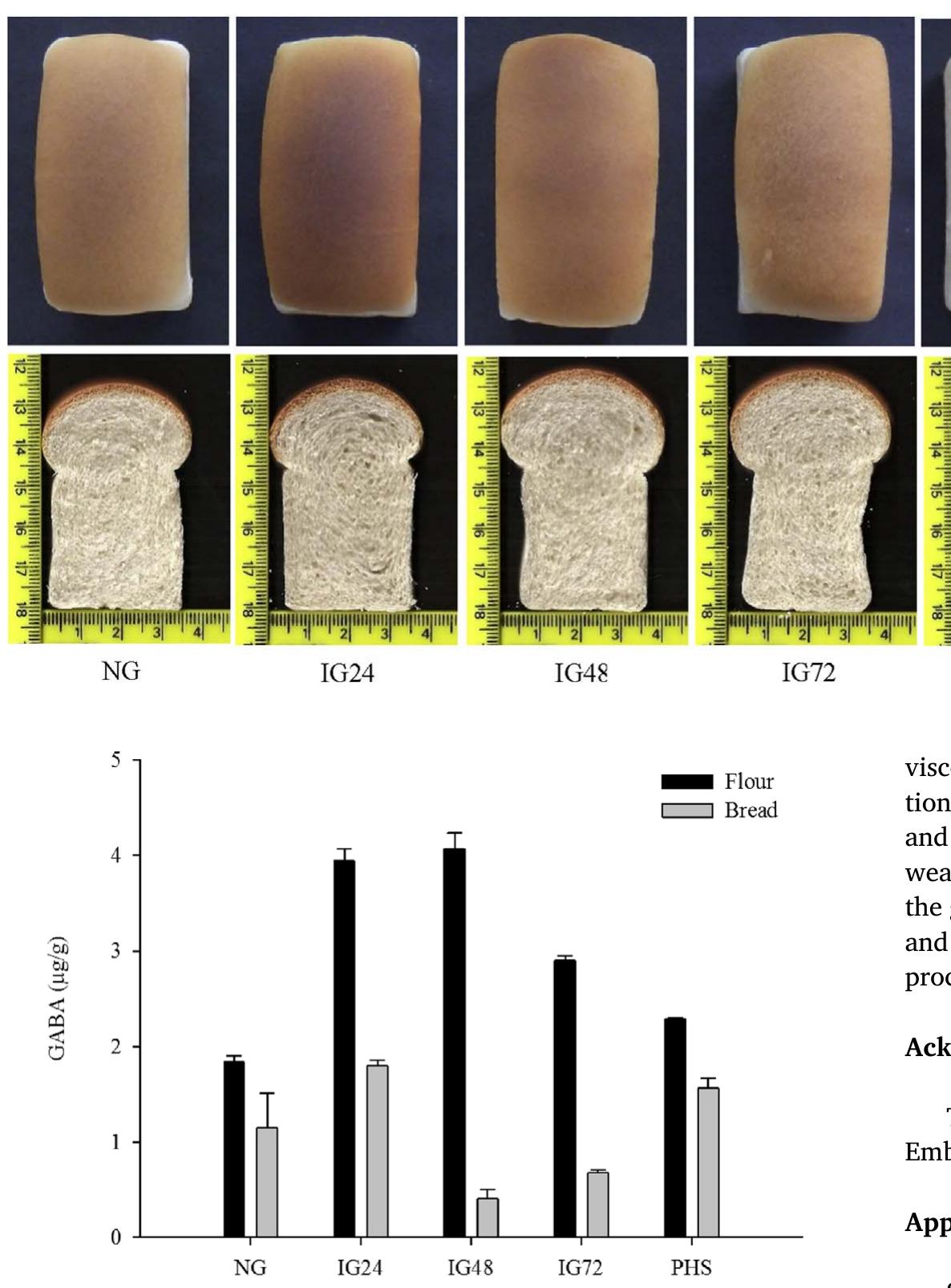 Gaba levels in germinated and non-germinated wheat flour and