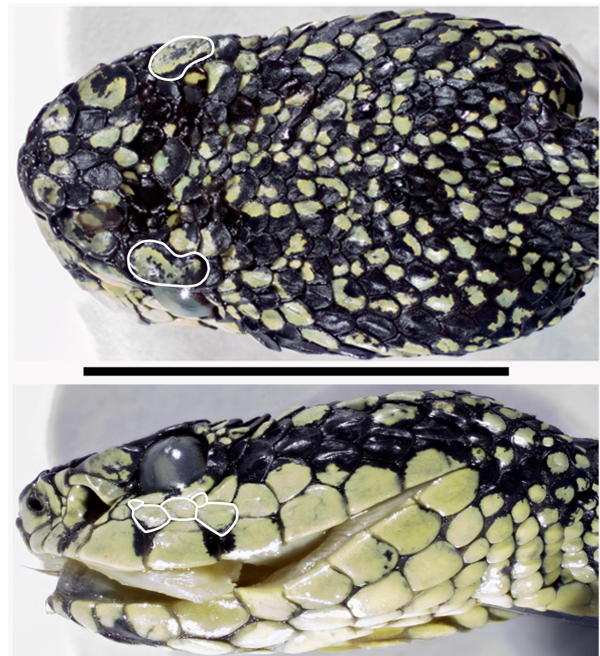 Dorsal and lateral views of the head of male paratype ucr