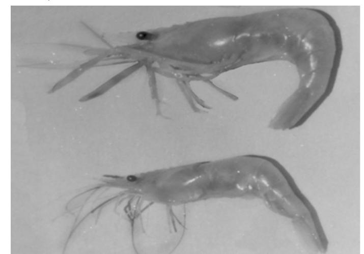 Decapod, prawns body consists of two distinct parts