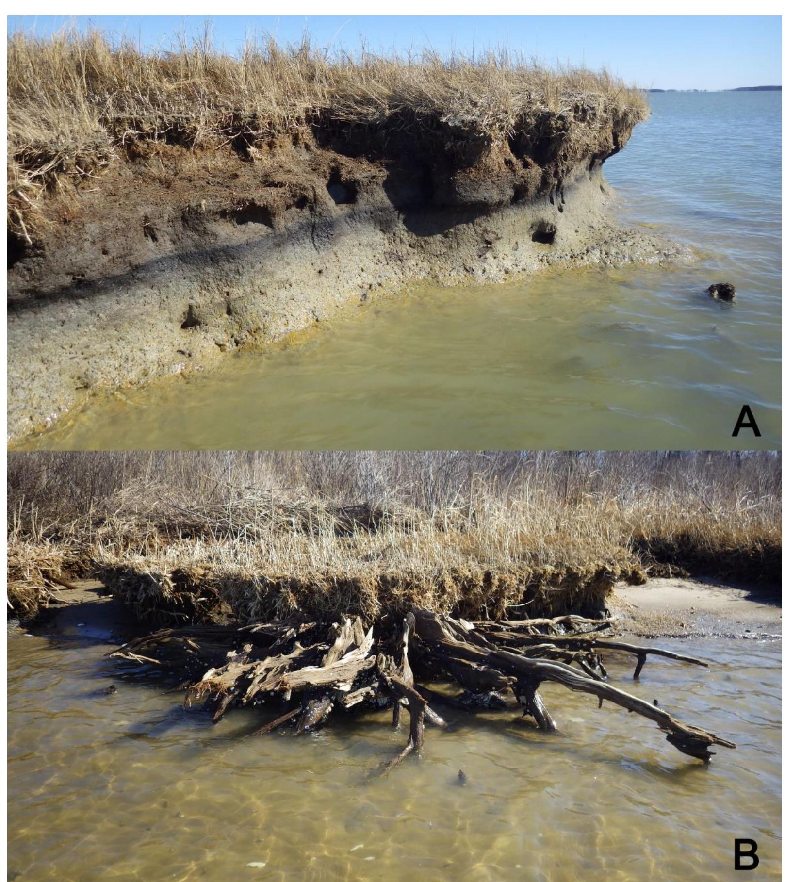 16. the photos show two drowned upland forest settings along