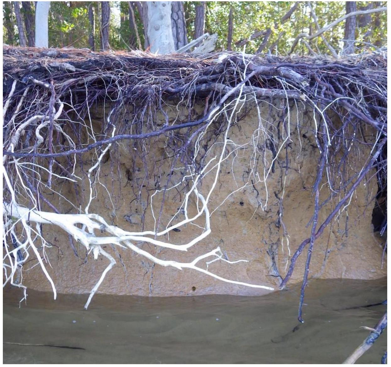 Figure 79 - Recent Coastal Erosion and Late Holocene Sea
