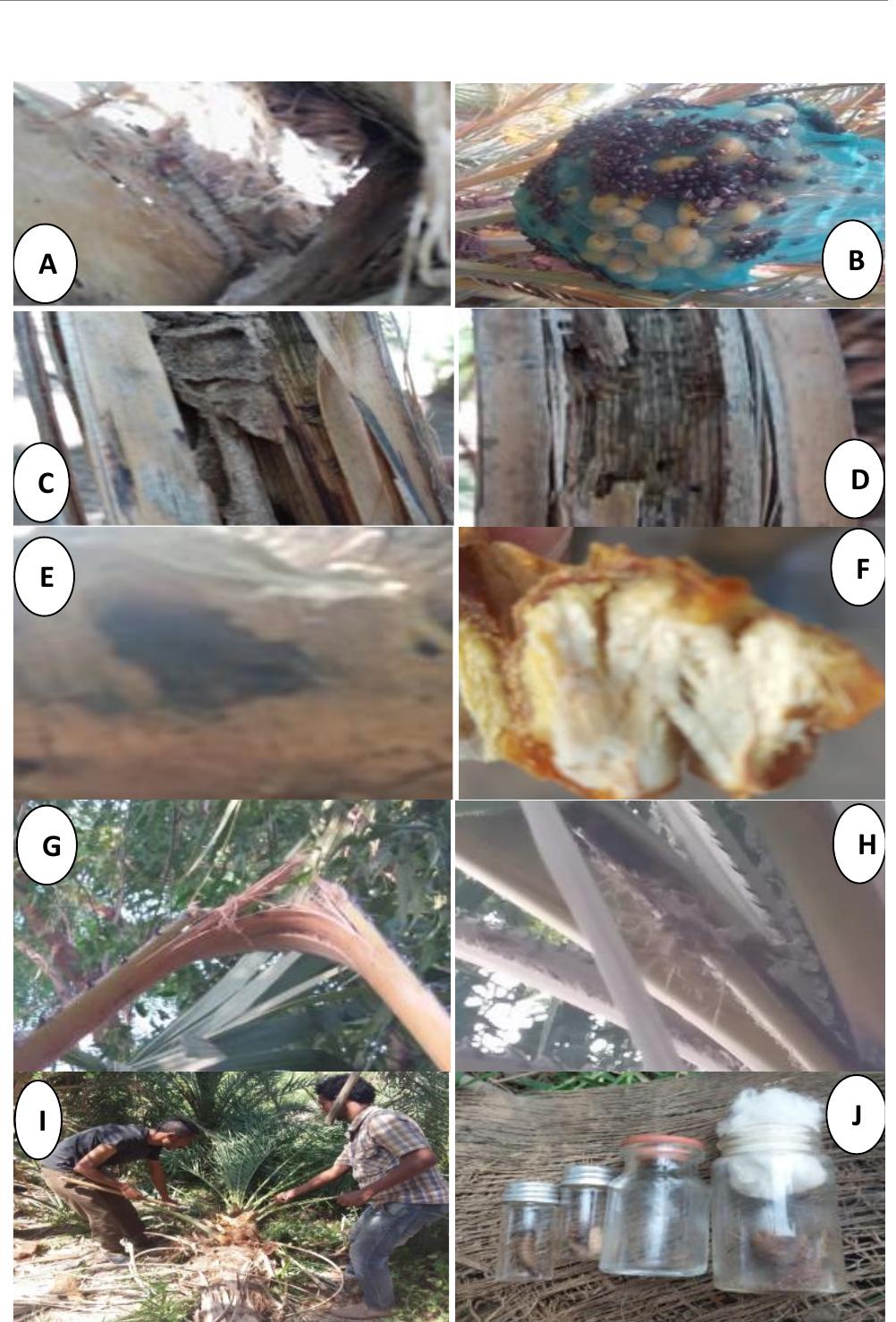 (a) palm borer larvae, (b) inflorescence beetles, (c and d)