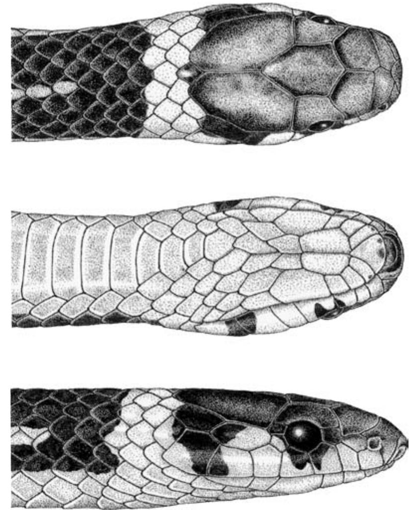 Fic. 1. dorsal (top), ventral (center) and lateral (bottom)