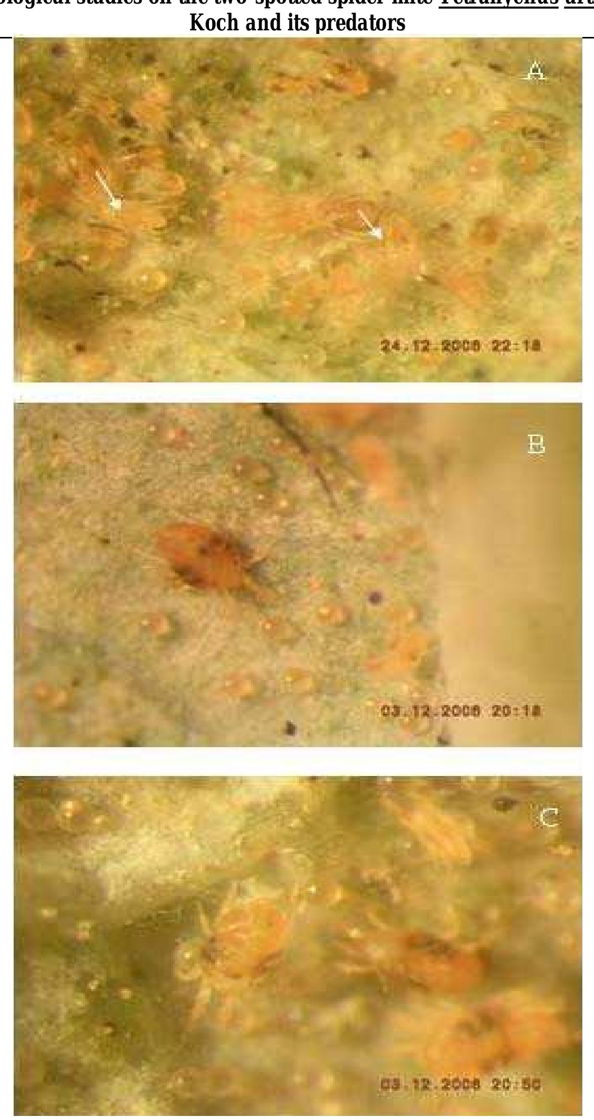 (1): a) the adult male of t. urticae koch. b-c) the adult