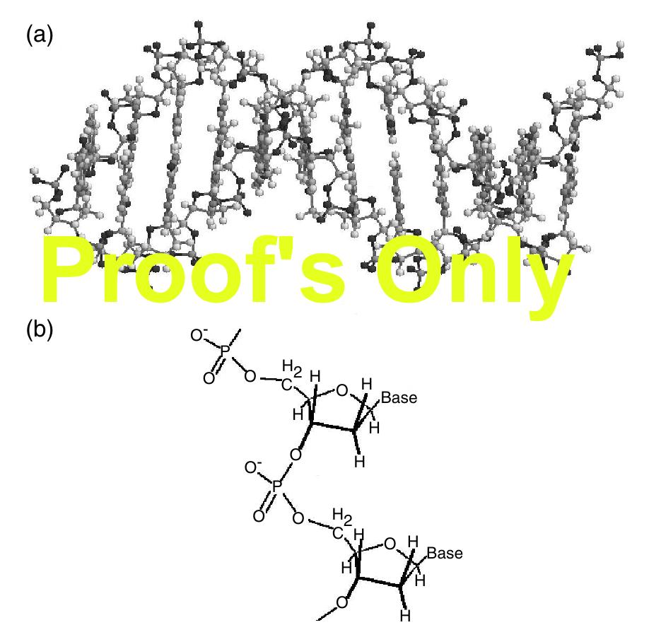 (a) dna double helix. the dna double helix is made of two