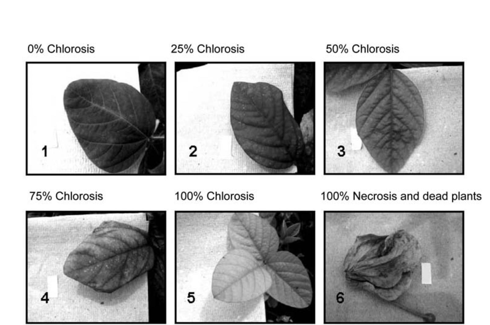 Visual rating scale (1~6) used for evaluating foliar