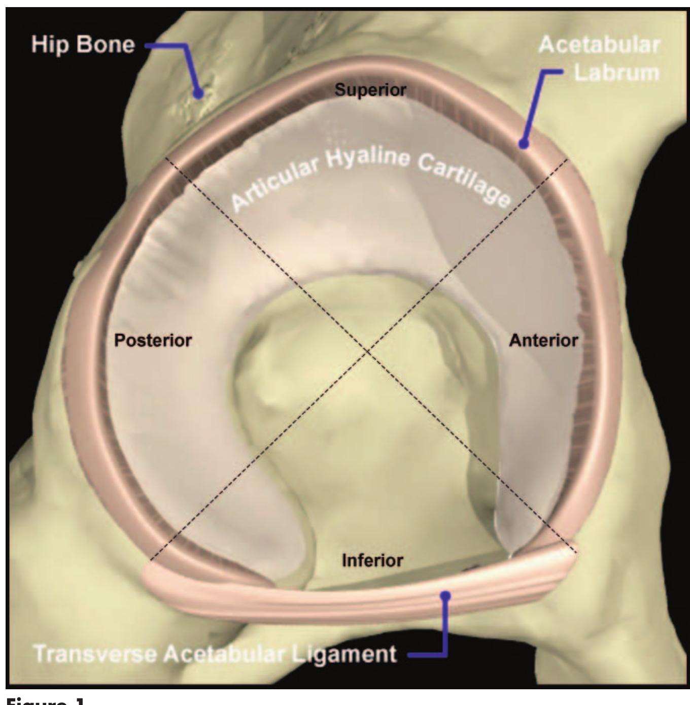 Acetabular labrum. adapted with permission from primal