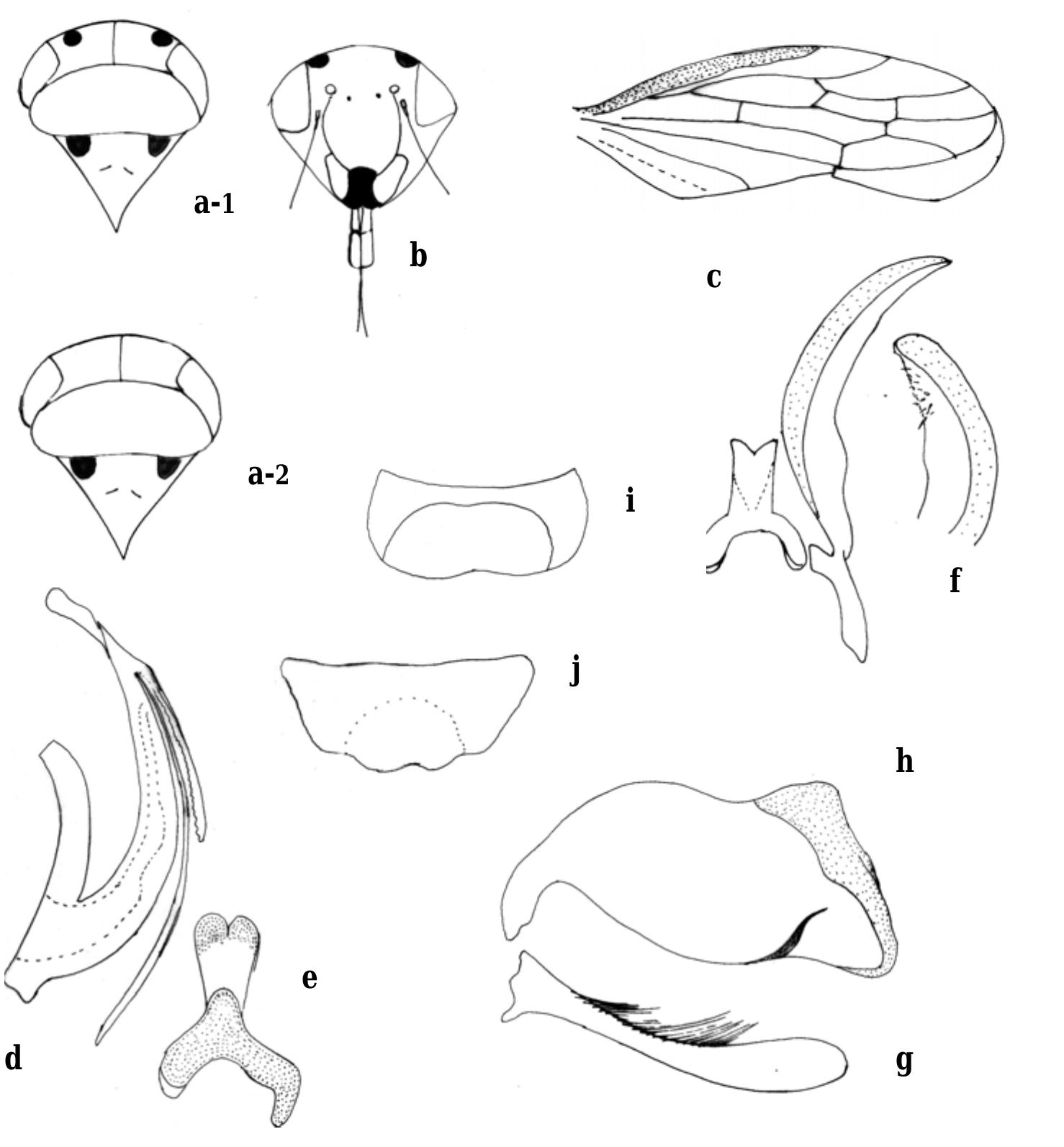 A new mango leafhopper in sri lanka