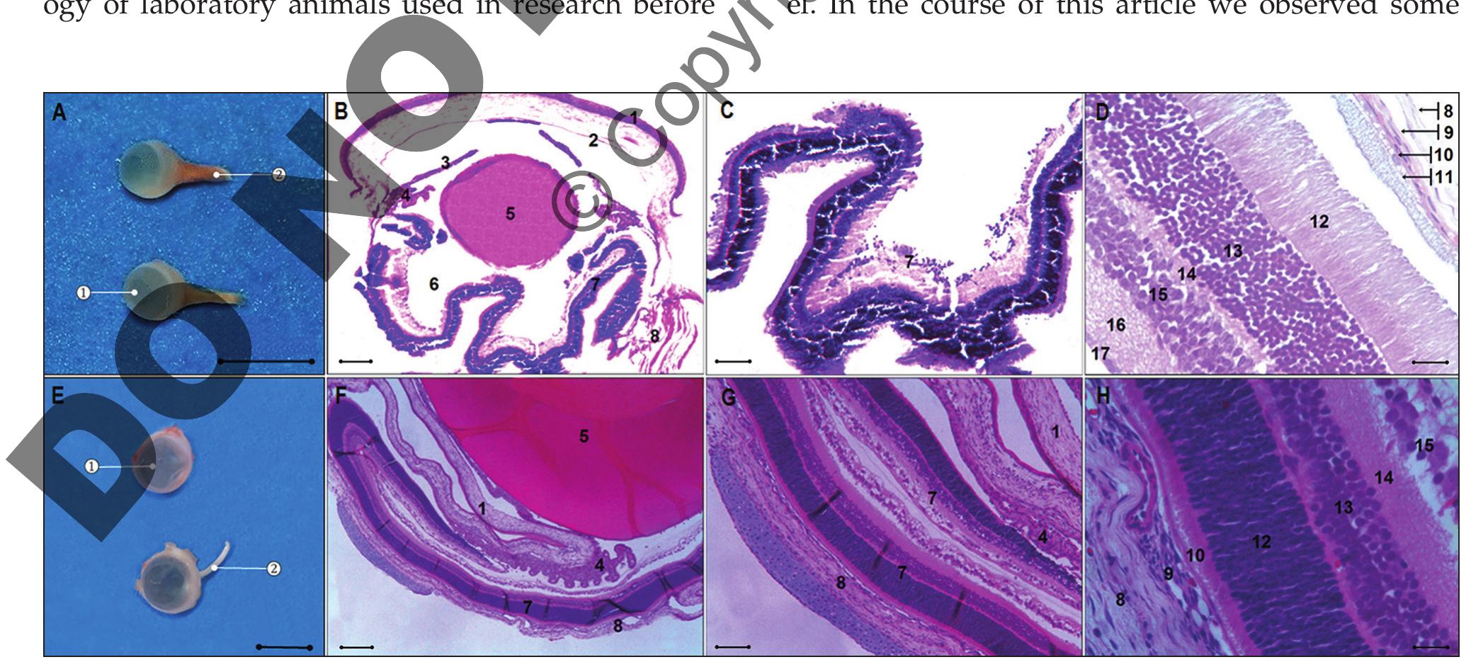 Anatomy and histology of the mouse and rat eyes. (a) eyes