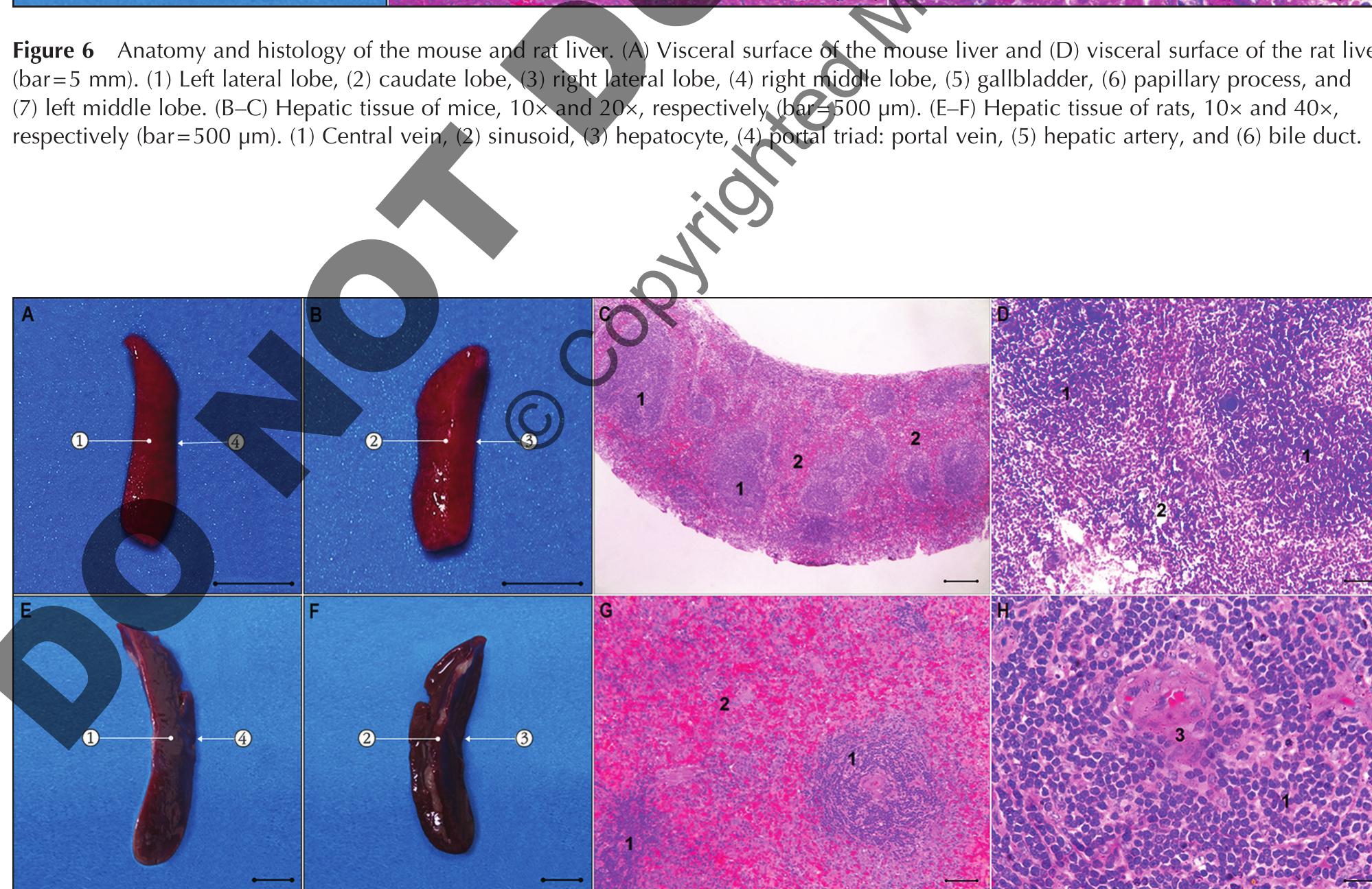 Figure 8 - from Descriptive Comparative Anatomohistological