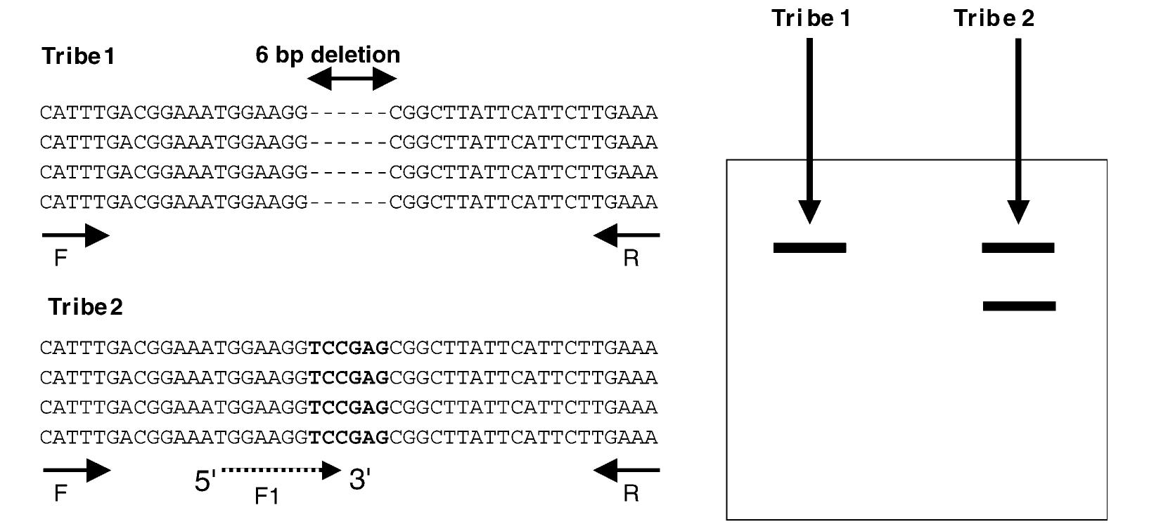 Anexample of a tribe pcr identification assay, showing the