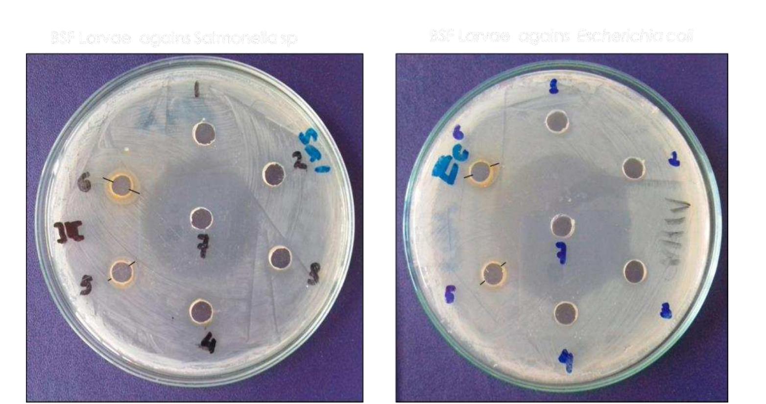 Bsf larvae agains salmonella sp and bsf larvae agains