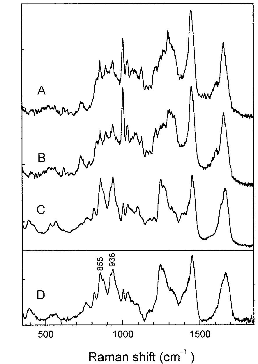 In vitro raman spectra of different skin layers. line a is