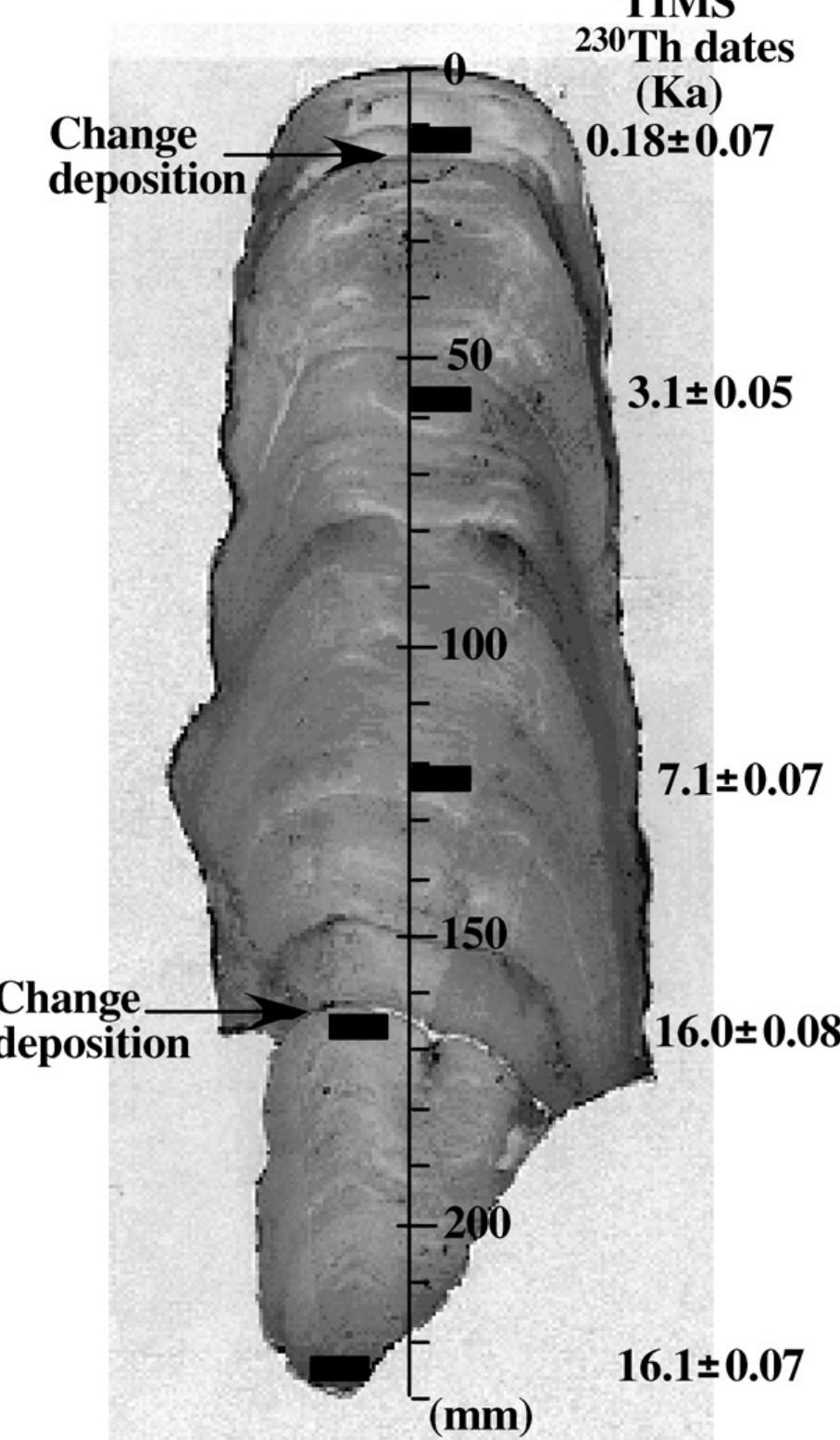 A cross section of stalagmite sf-1 cut along the growth axis