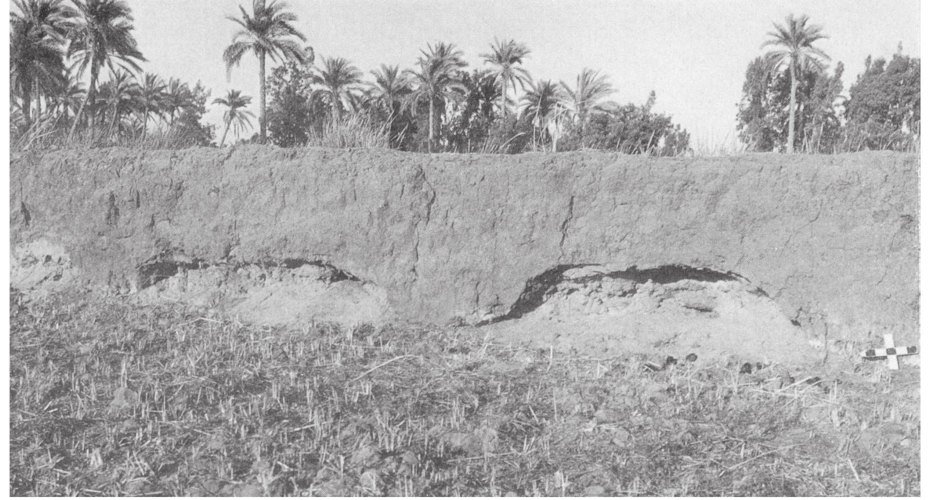 Fic. 8. feet of a colossal statue of ramesses ii at tell abu