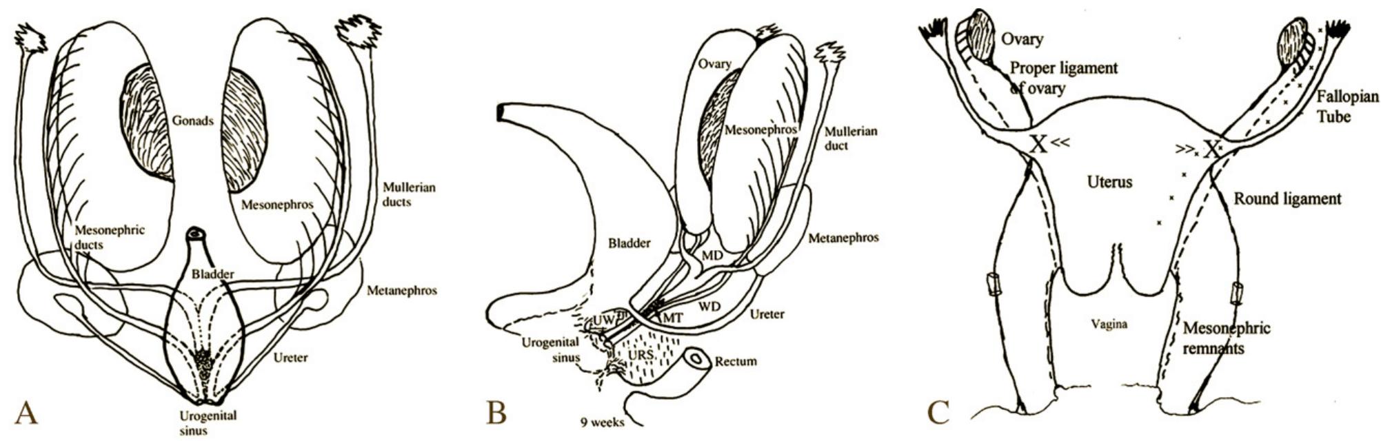 (PDF) The female gubernaculum: role in the embryology and development ...