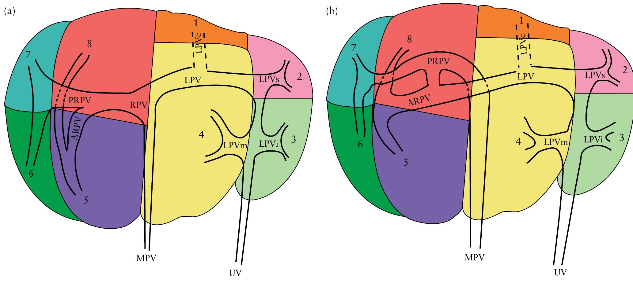 Schematic diagram of the normal portal venous distribution