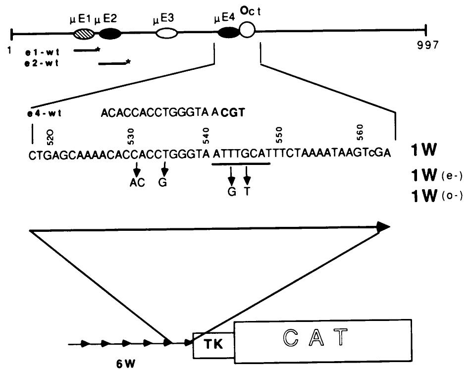 Survey of the oligonucleotides used for the structural and