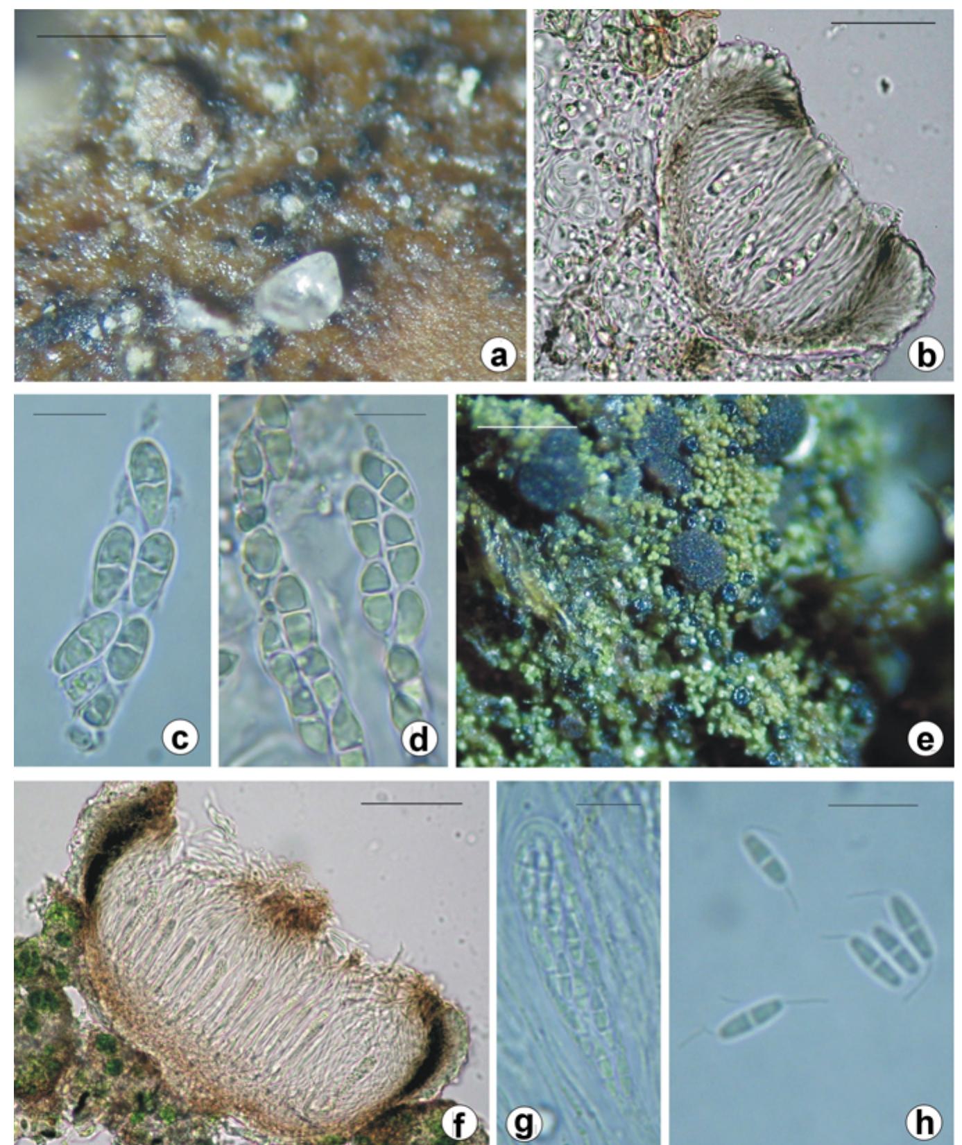 Morphological and anatomical characters of examined