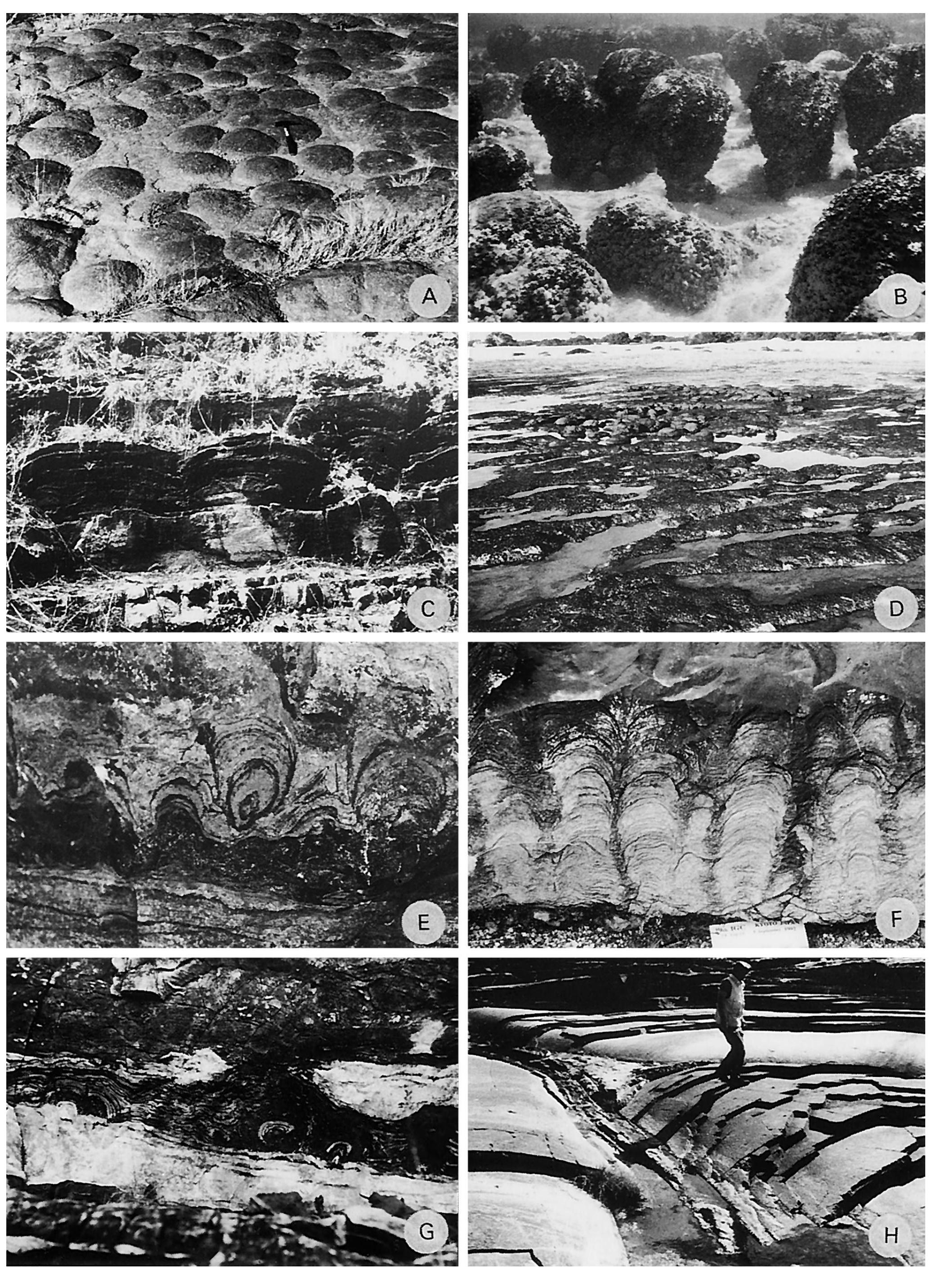 (PDF) An overview of the geology of the Transvaal Supergroup dolomites ...