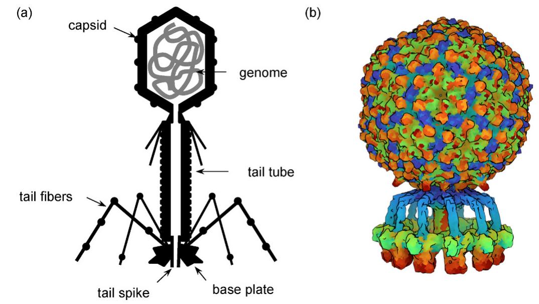 Bacteriophage structure. (a) schematic representation of a