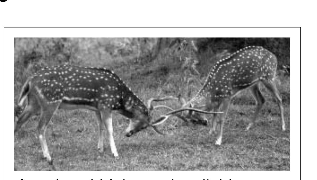 (PDF) The logic of Animal Conflict