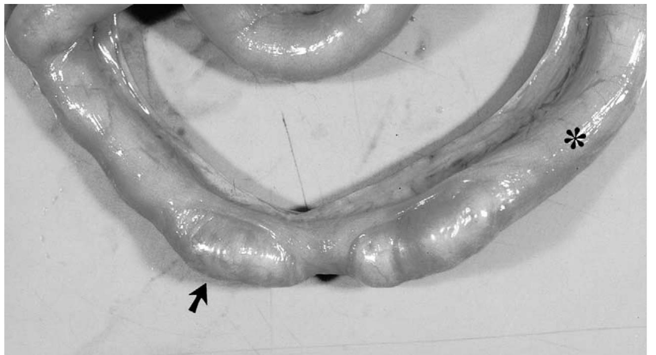 Intestine of a cat from group a with idiopathic mhsi (cat