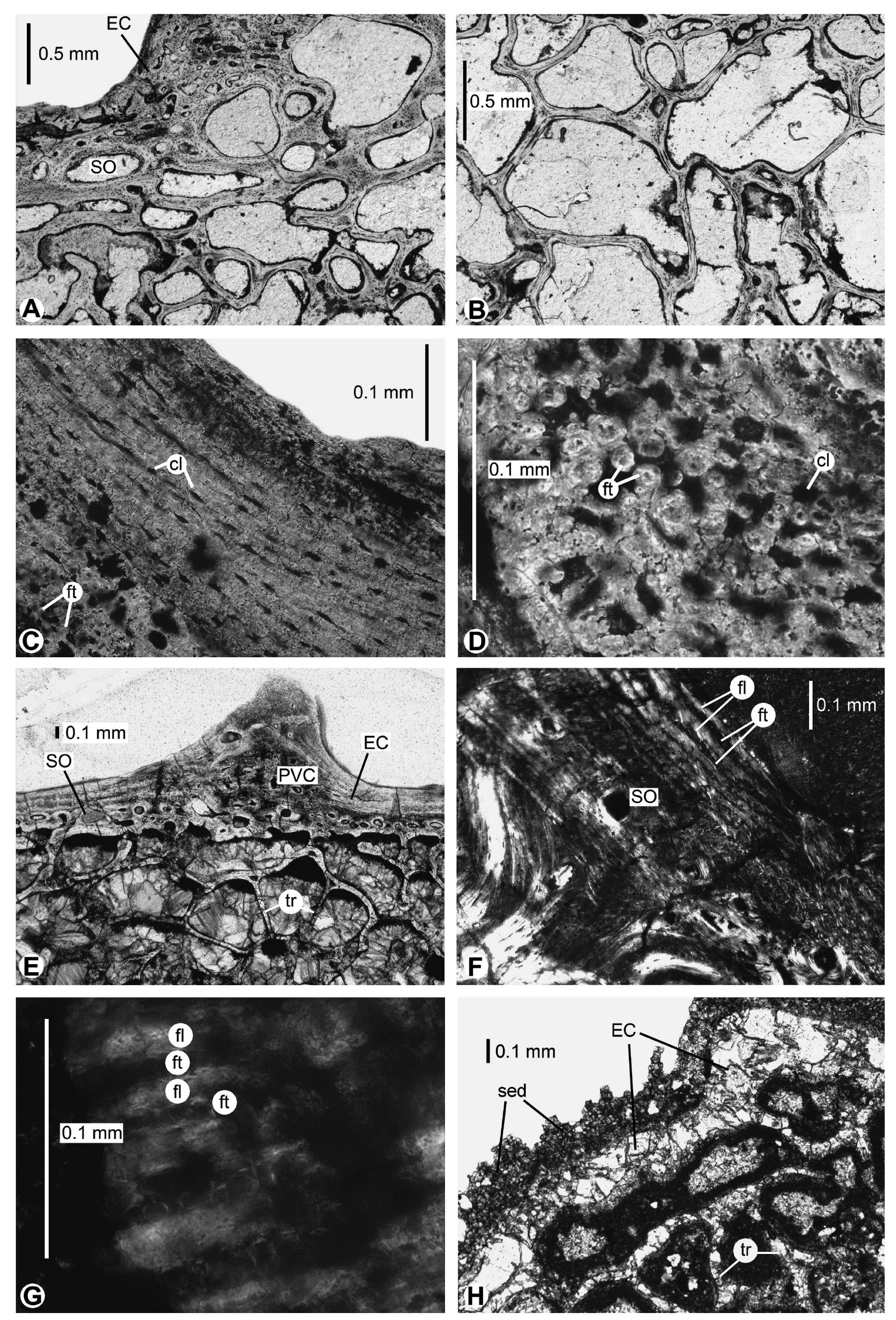Figure 6 - The bone histology of osteoderms in temnospondyl