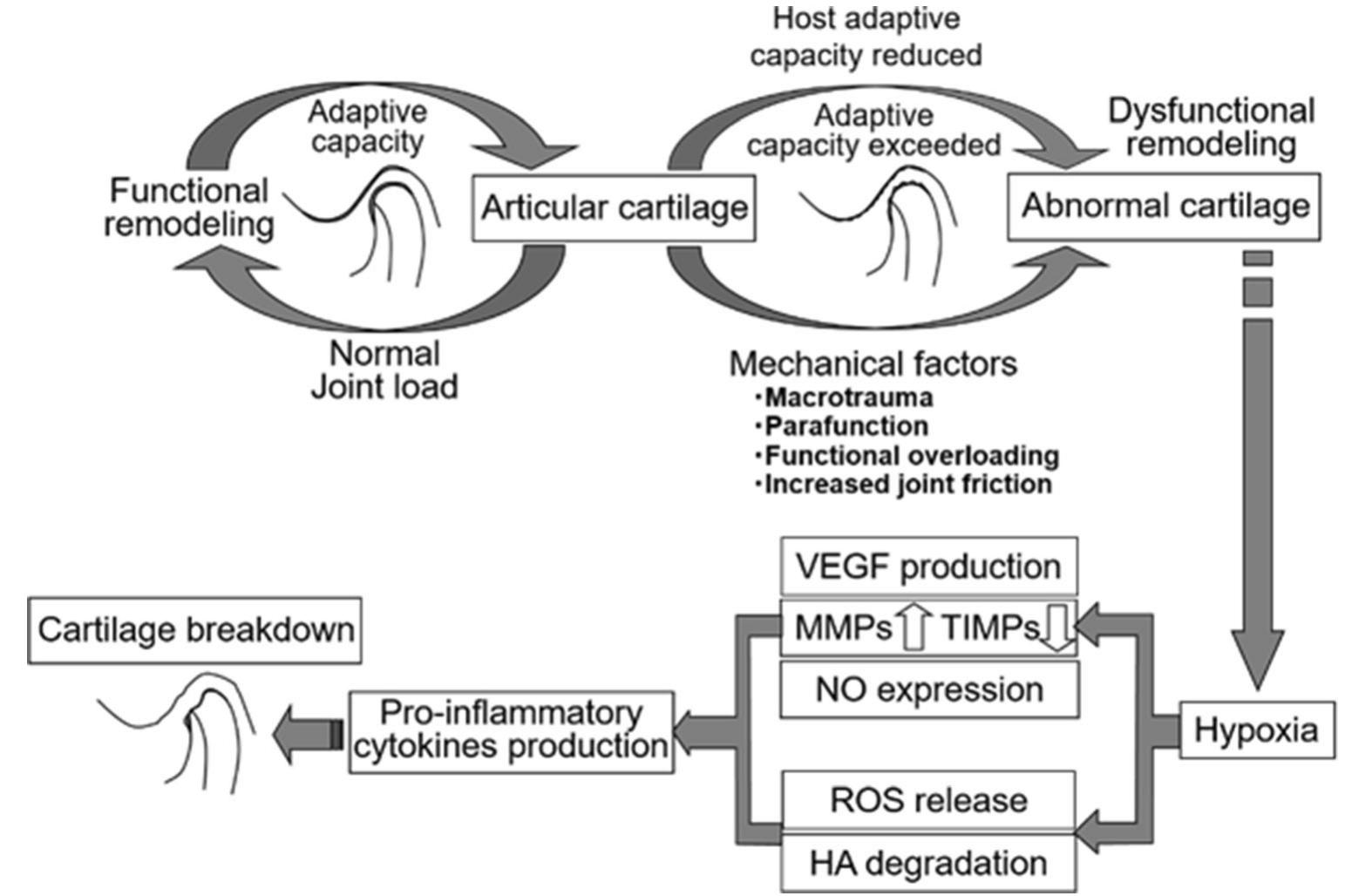Schematic illustration of the concept of mandibular condylar