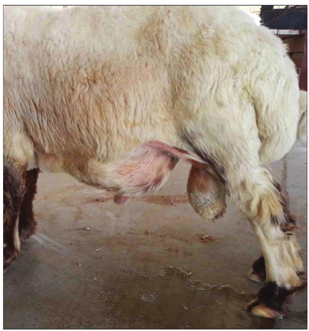 -15: ruptured urinary bladder and ruptured urethra in a ram.