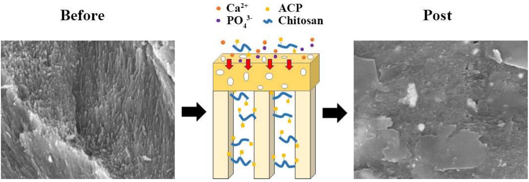 Schematic of mechanism of chitosan-bioglass complex in