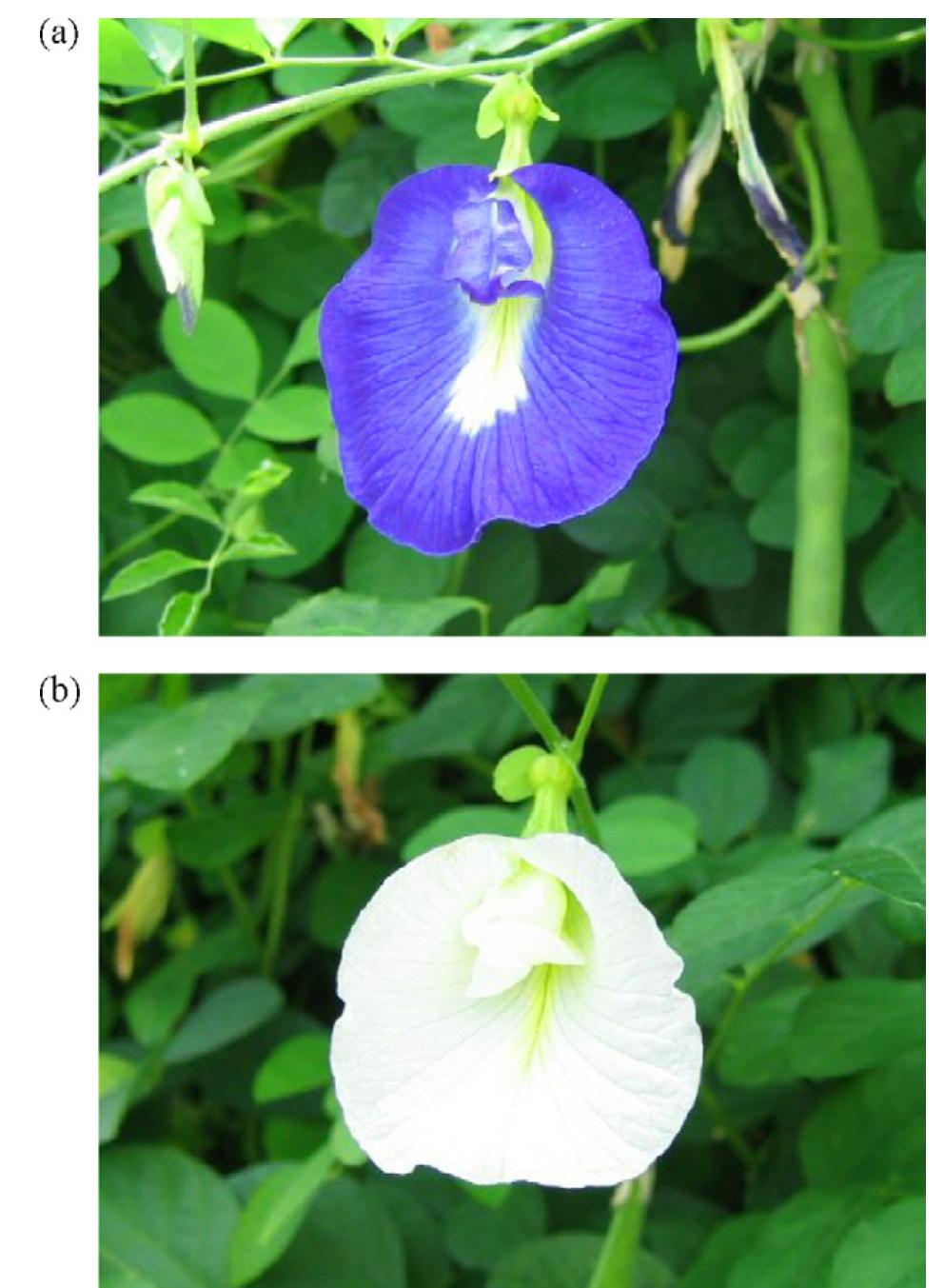 Clitoria ternatea l. the root system of ct consists of a