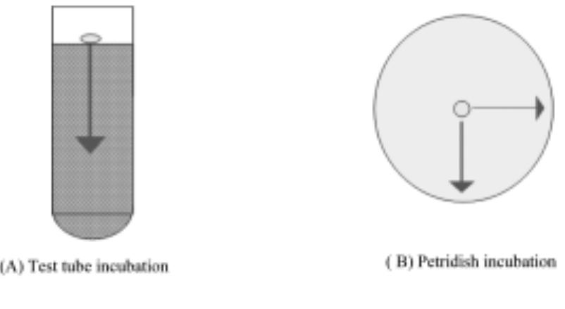 Ji young jung, seong-cheol hong, danny lee rinker, myung suk
