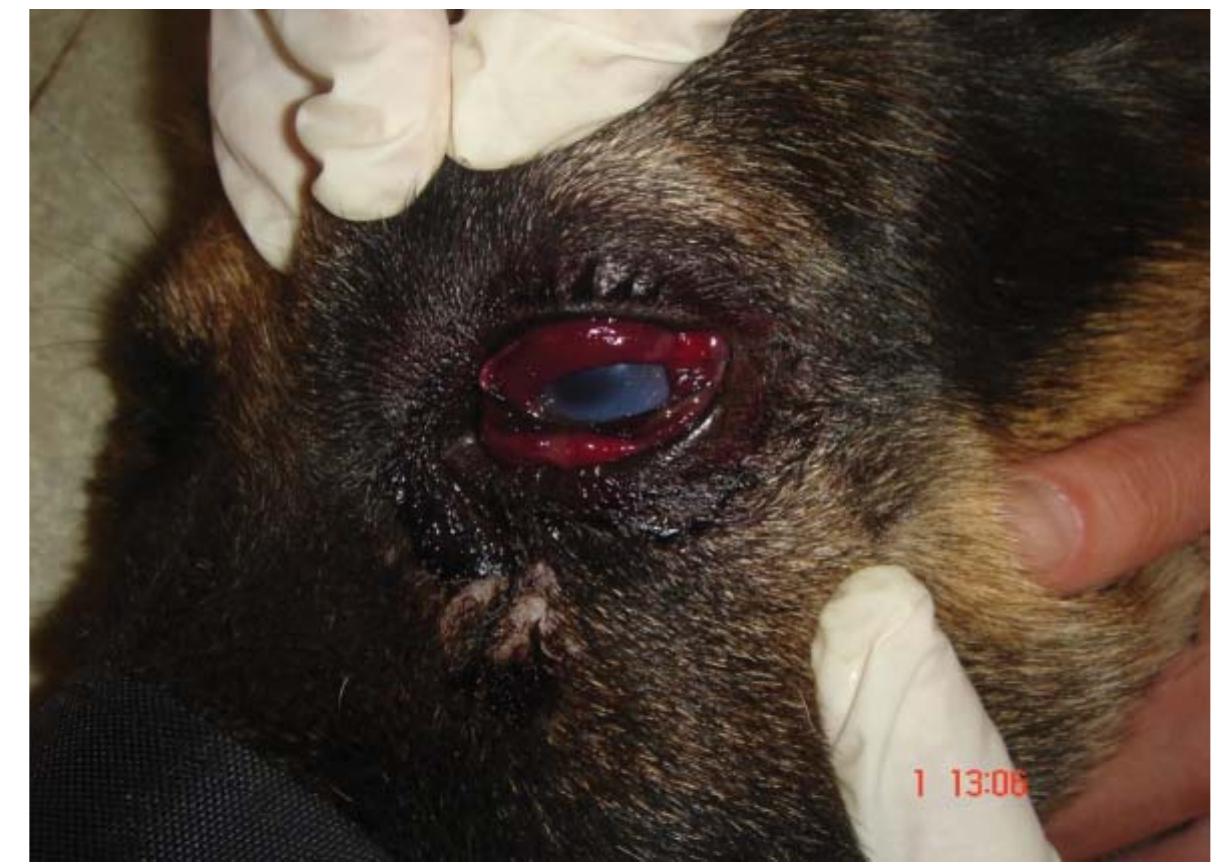 Conjunctival hemorrhage and anterior uveitis in a dog with
