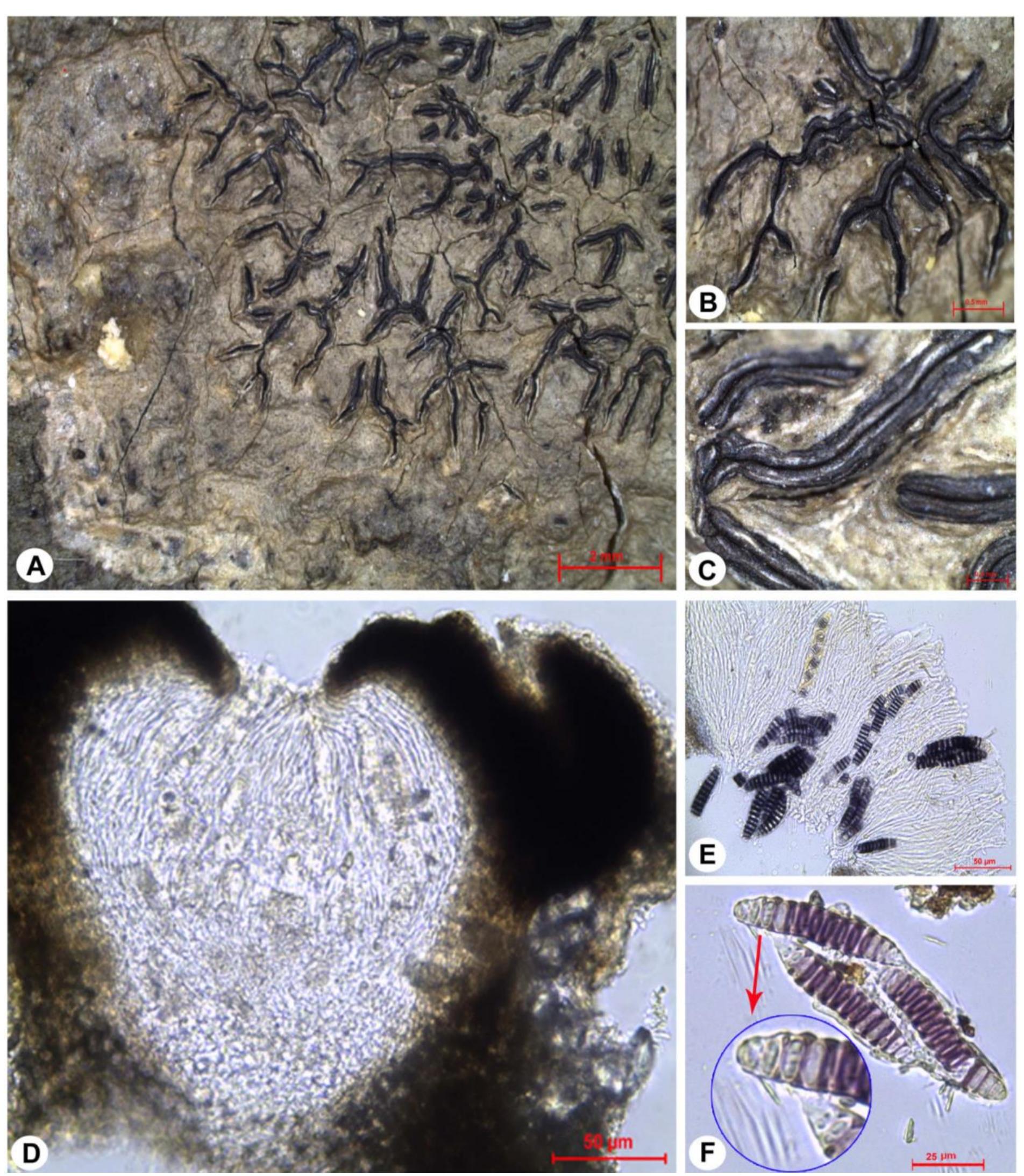 Graphis neeladriensis (holotype): a—c, habit showing