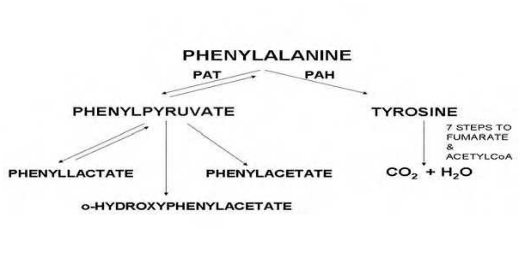 Alternative pathways of phenylalanine metabolism.